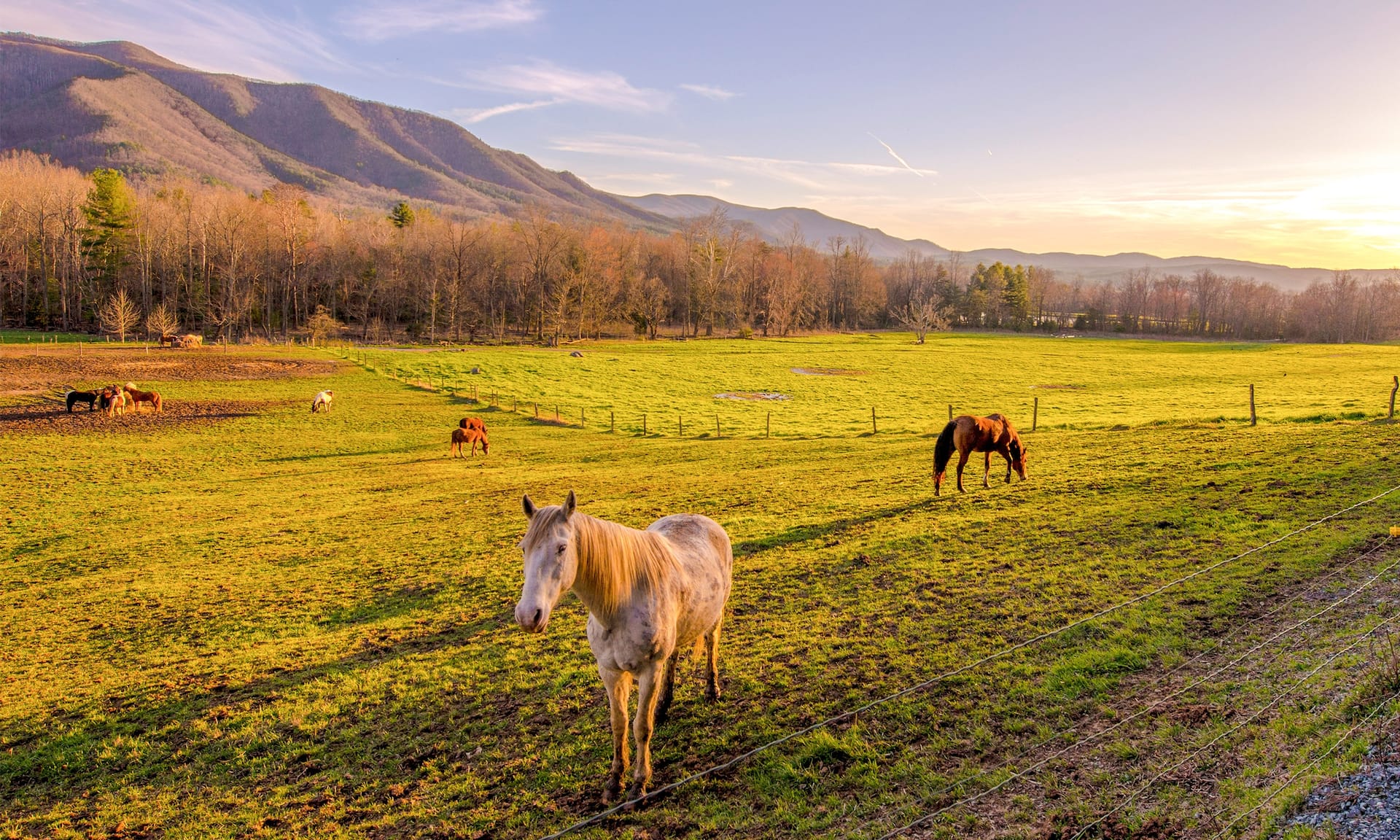 Feriehuse i Great Smoky Mountains | Airbnb