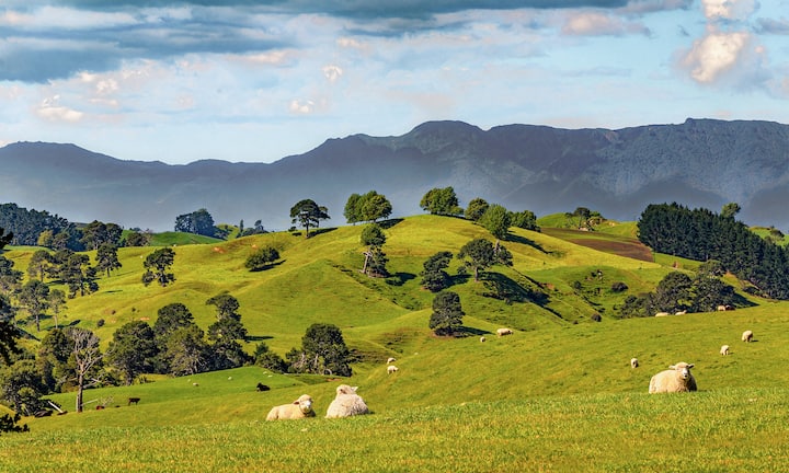 Matamata House Vacation Rentals | Airbnb