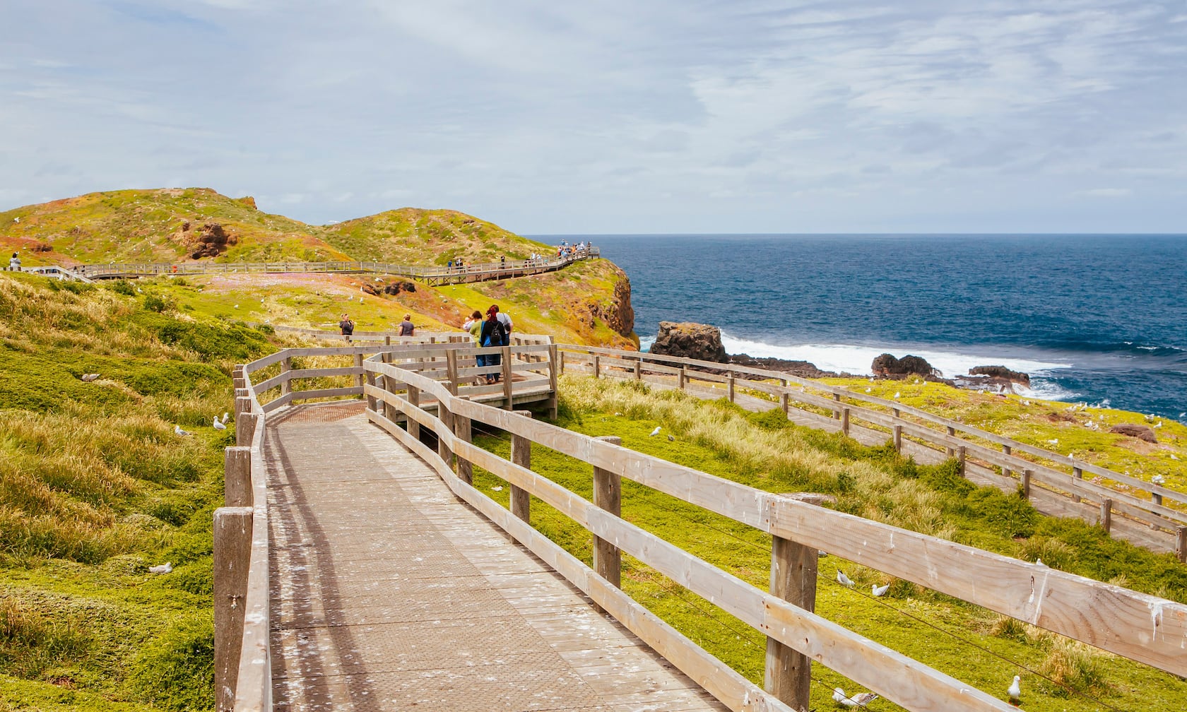 Phillip Island Nature Park, Cowes, Australia Vacation Rentals - Airbnb