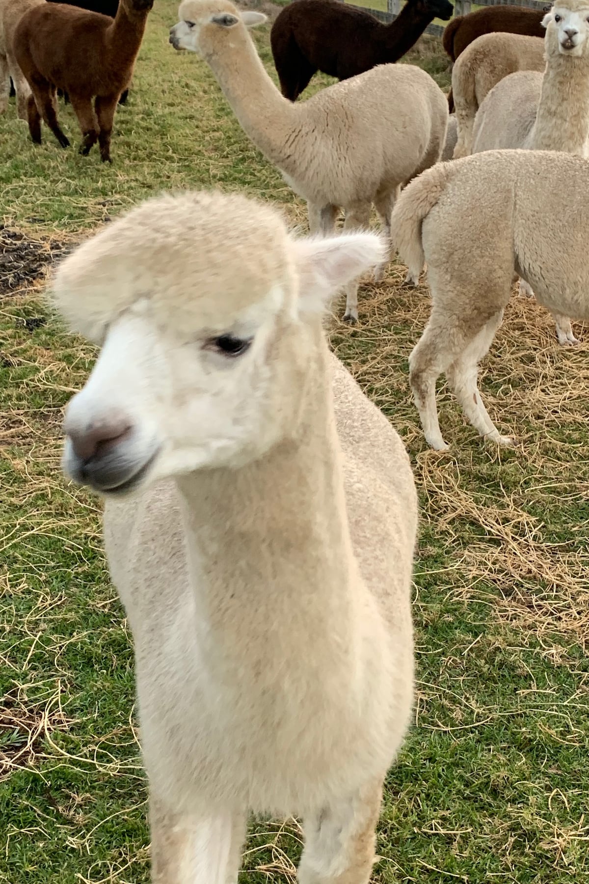 Brunch with alpacas · ★4.98