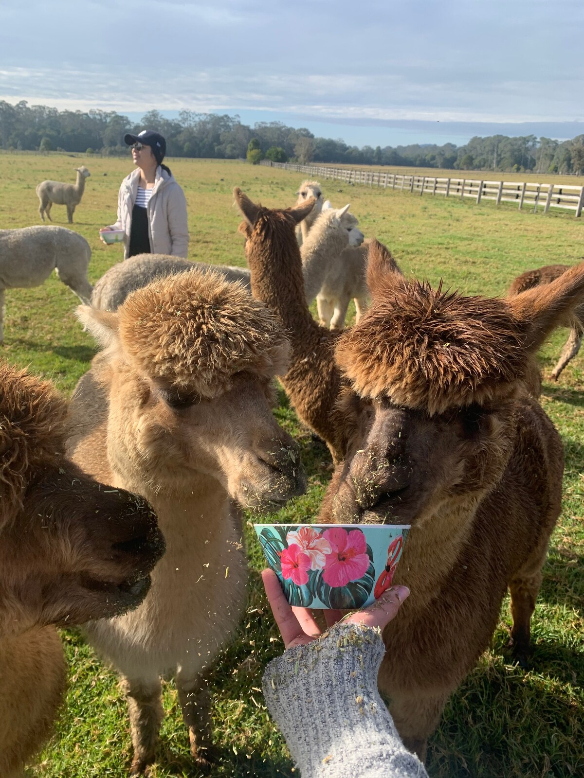 Brunch with alpacas · ★4.98