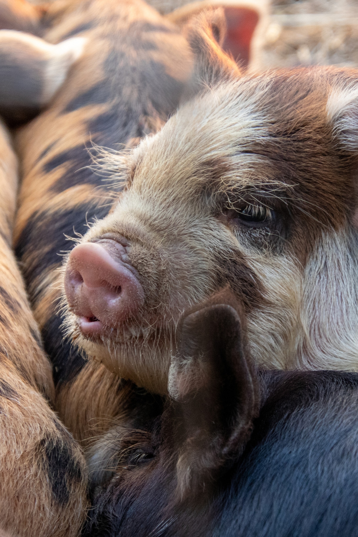 Cuddle with Kunekune Pigs -ages 18 and up · ★4.99