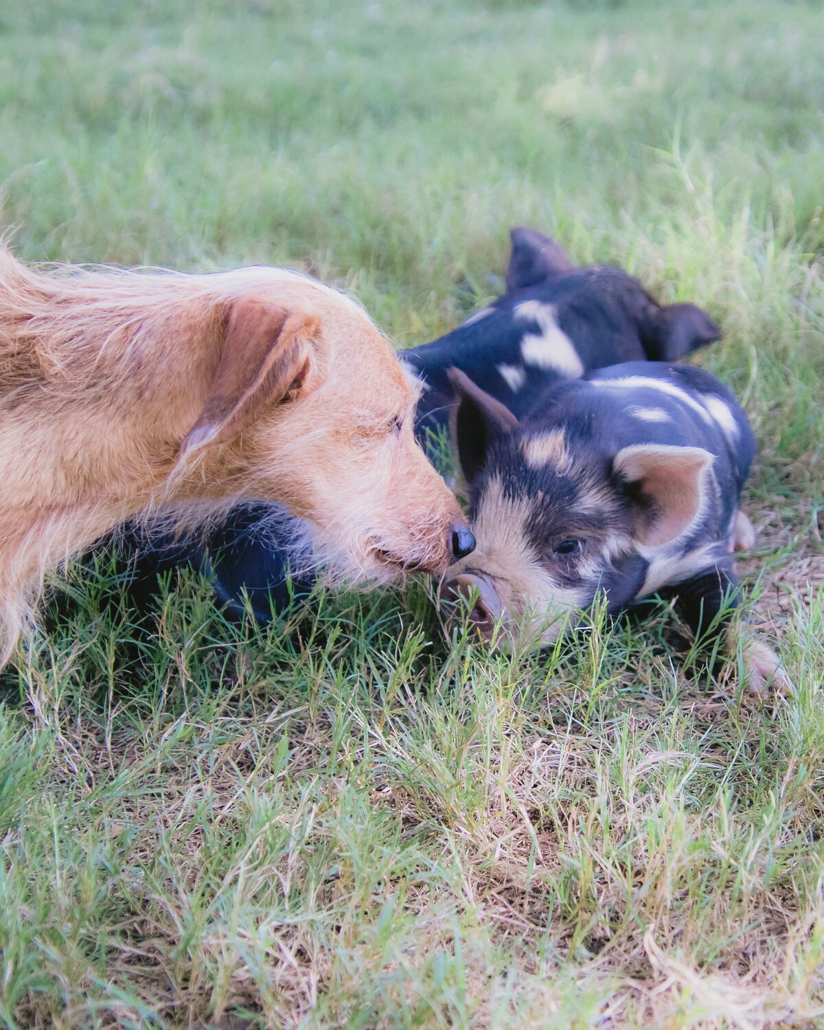 Cuddle with Kunekune Pigs -ages 18 and up · ★4.99