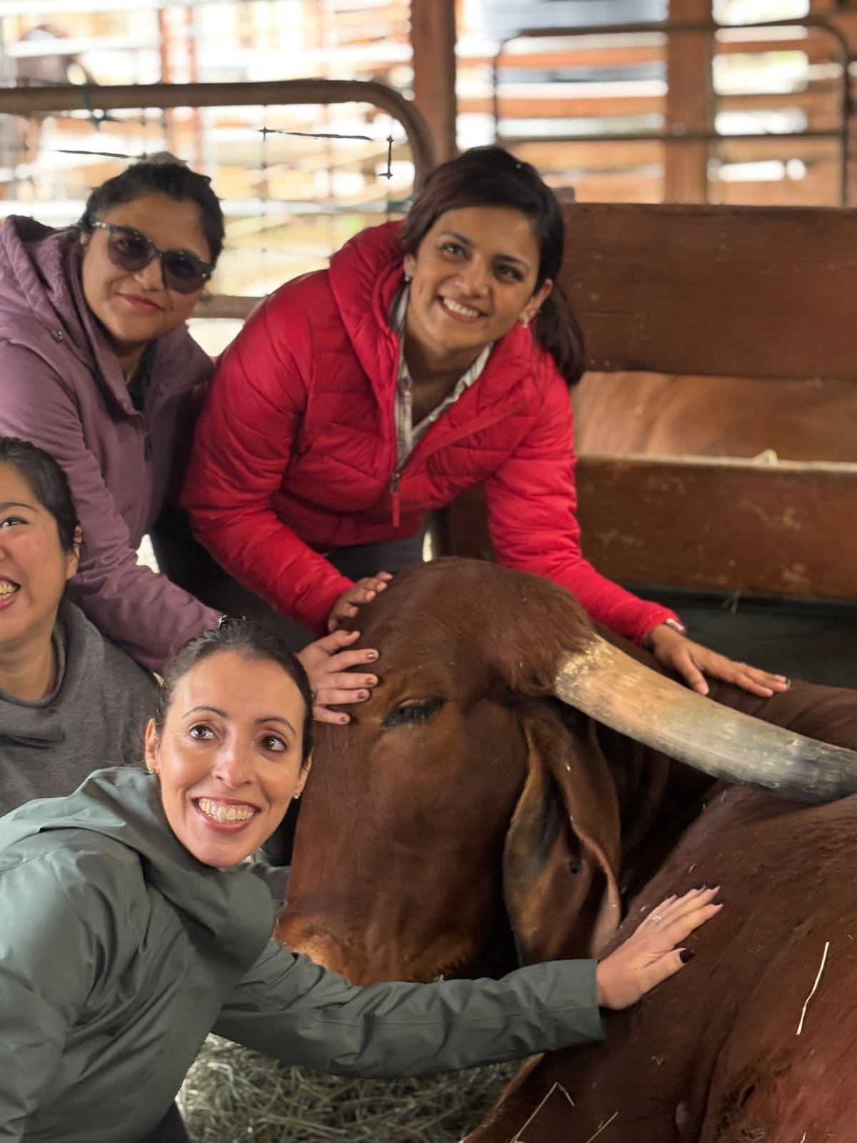 Cow Cuddling Therapy · ★4,98