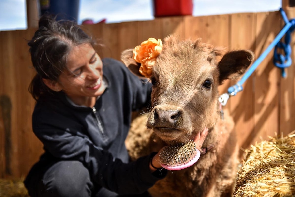 Hug a Cow Mini Animal Farm Utah · ★5.0
