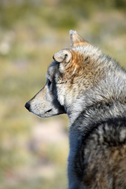 Take part in enchanting wolf encounters · ★4.96