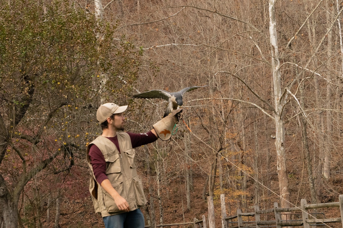 Investigate raptors in West Virginia · ★5.0
