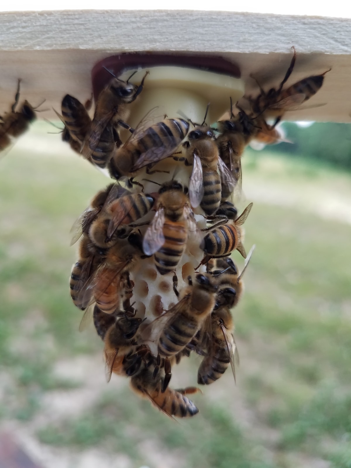 A Day in the Hive · ★5.0