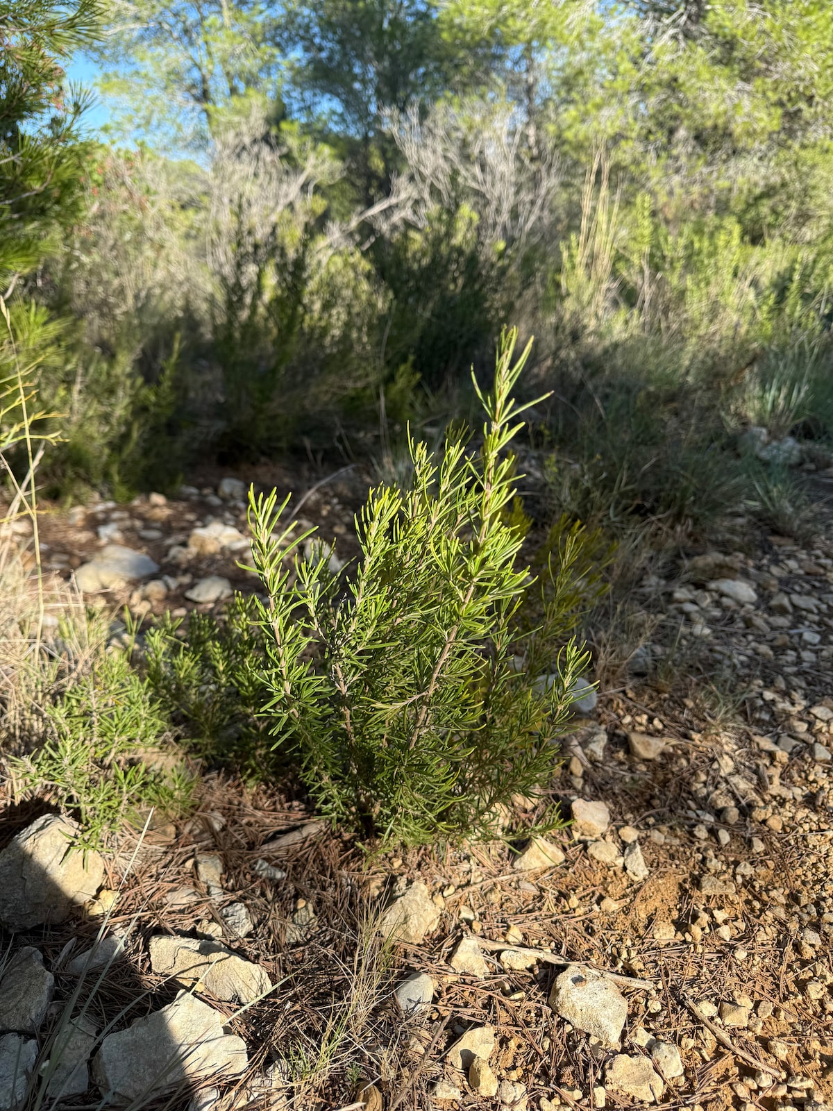 Aromen von Sitges: zwischen Meer, Wein und Wäldern