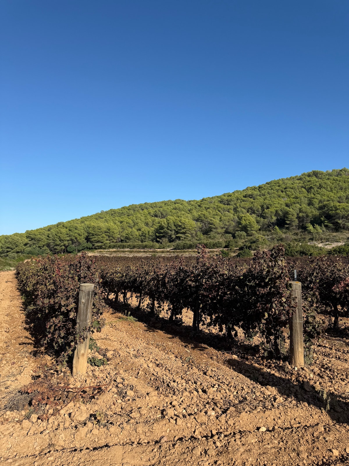 Aromen von Sitges: zwischen Meer, Wein und Wäldern