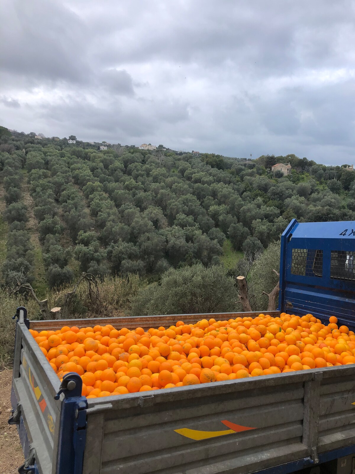 Experience in the citrus grove
