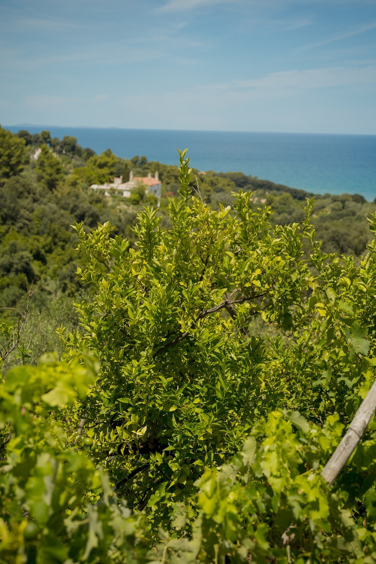 Experience in the citrus grove