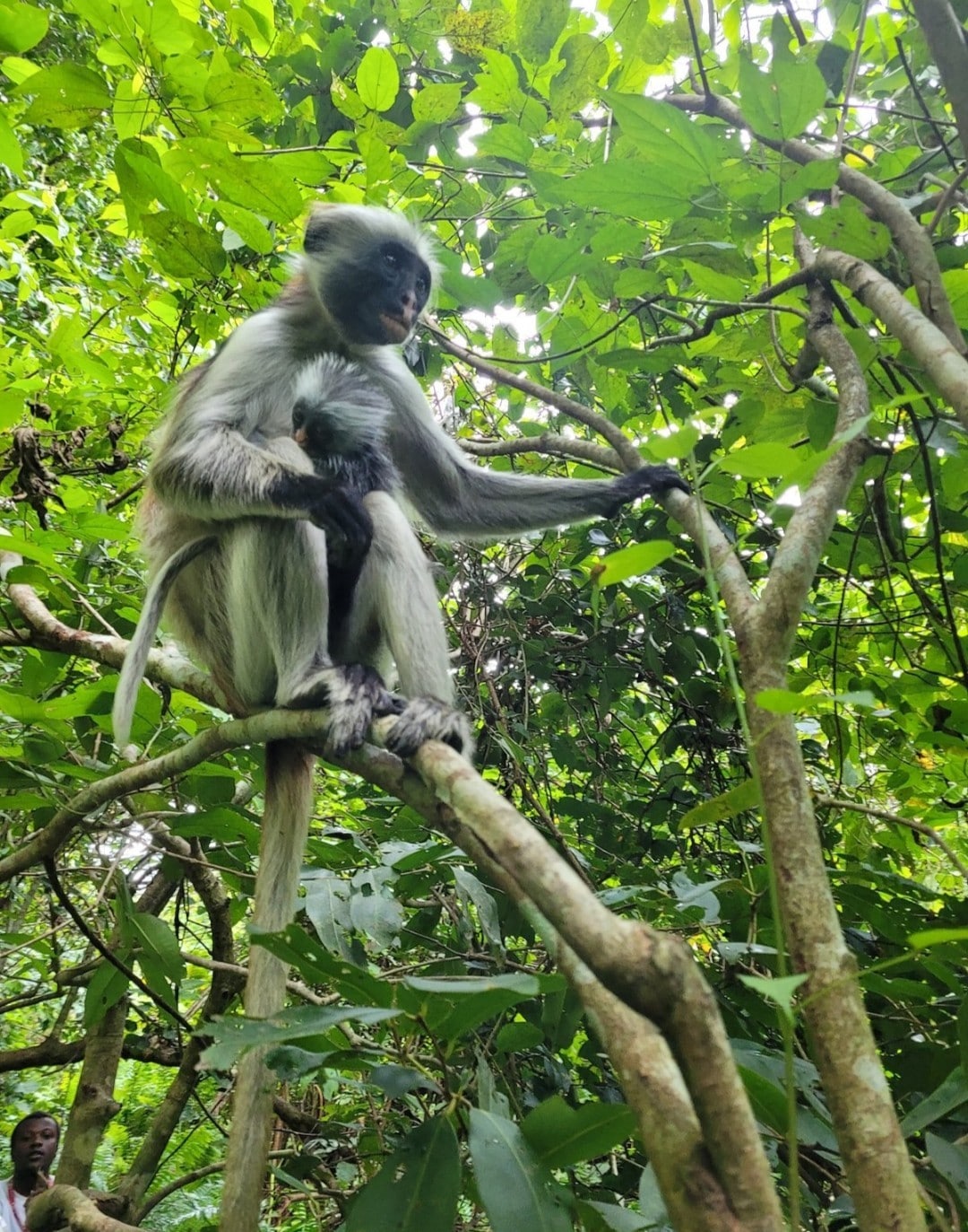 Spot rare monkeys in Jozani Forest with experts.