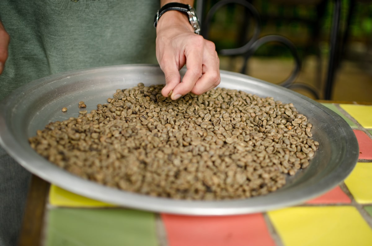 Café Coringa Tour: From Seed to Cup