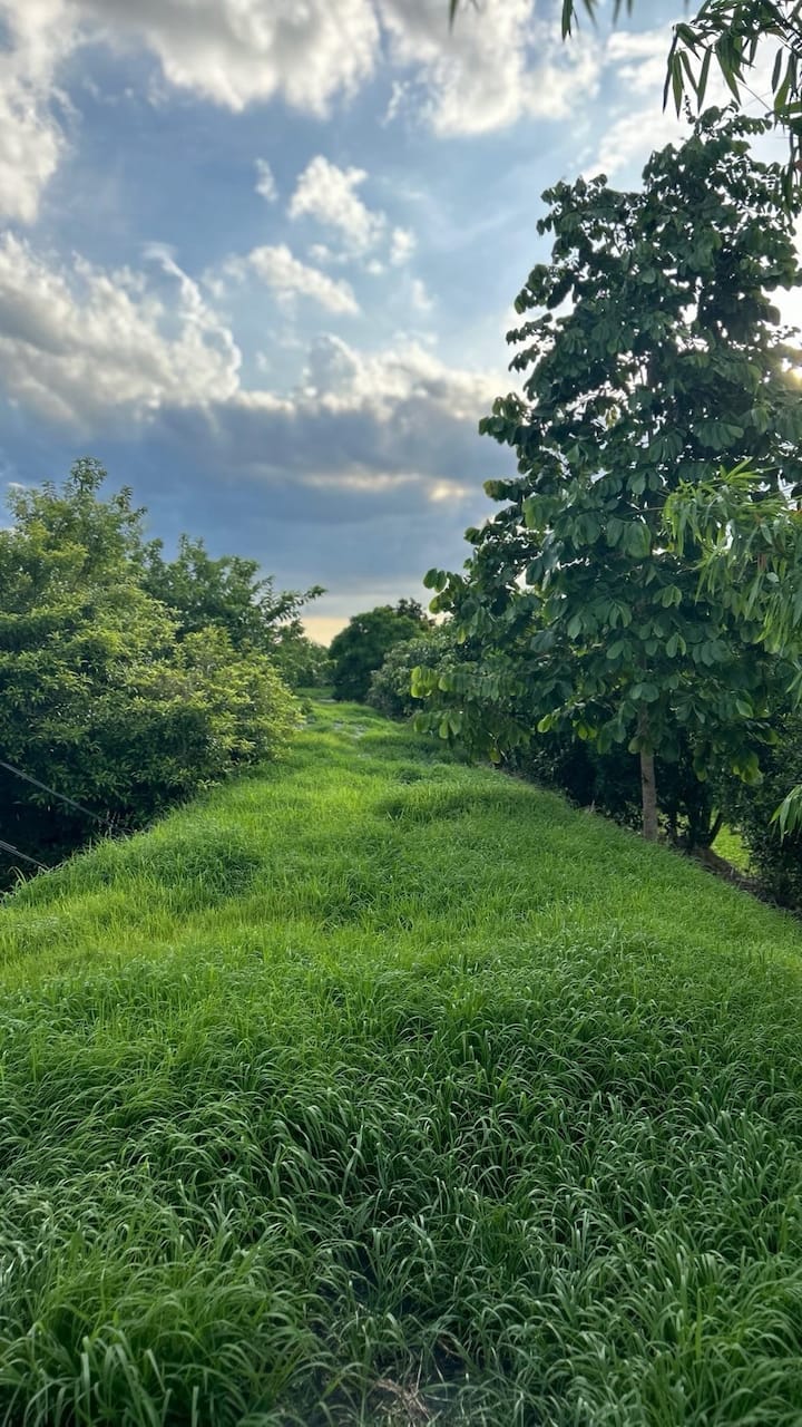 Expérience culinaire exotique de la ferme à la table en Thaïlande