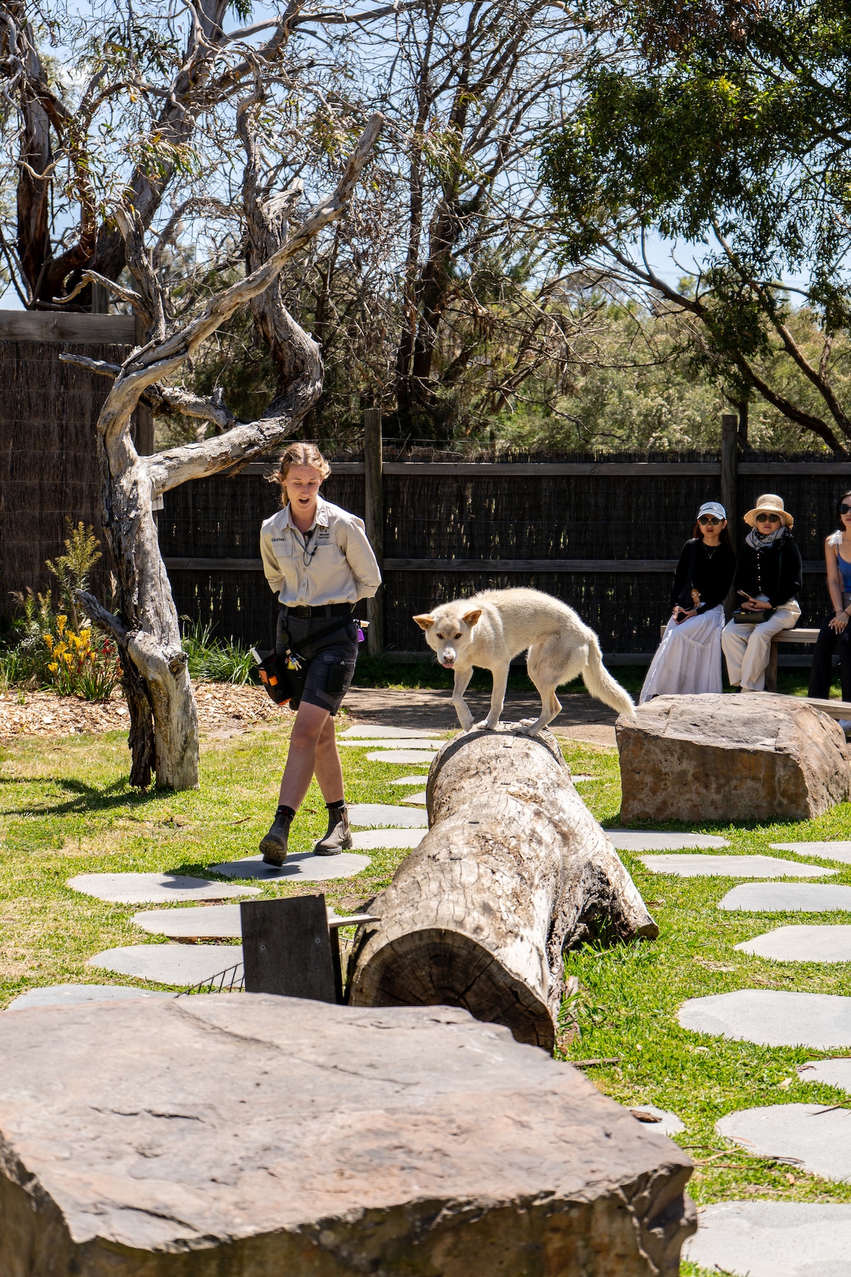 Explore a vida selvagem e veja o desfile de pinguins