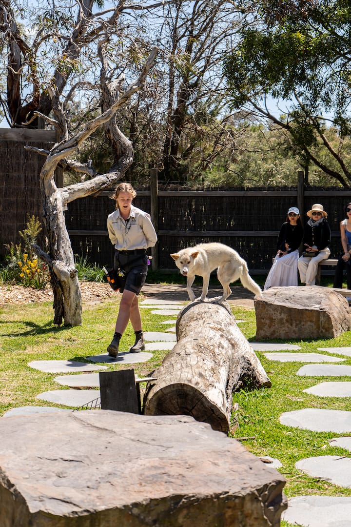 Explore a vida selvagem e veja o desfile de pinguins