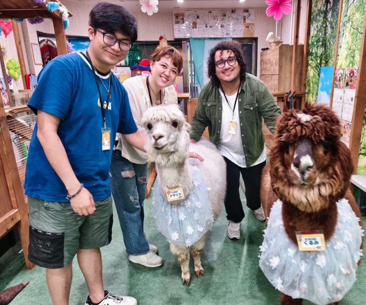 Take a cute walk with alpacas in Kagurazaka