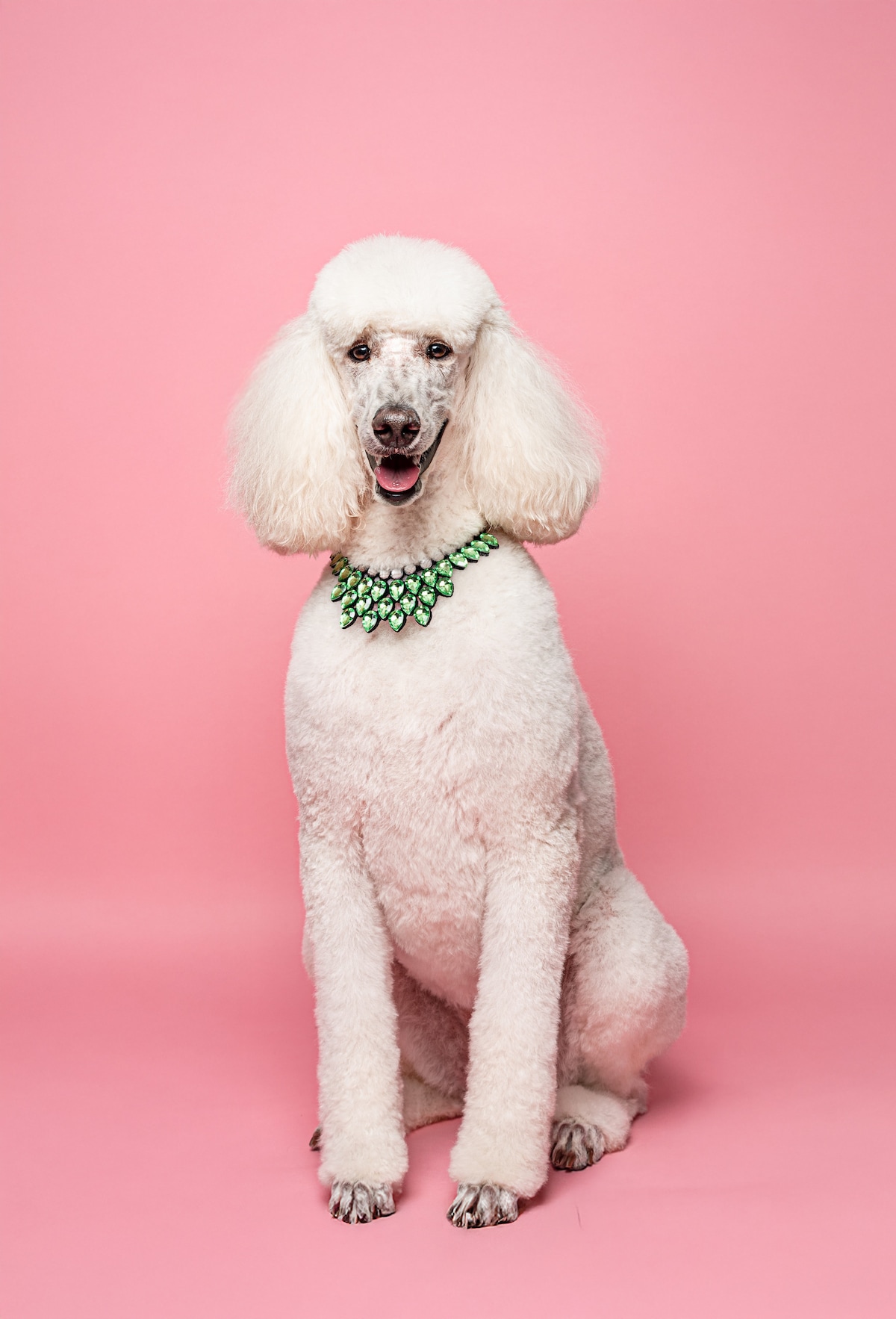 Portraits d'animaux à Washington D.C. par Pawever Moments Studio