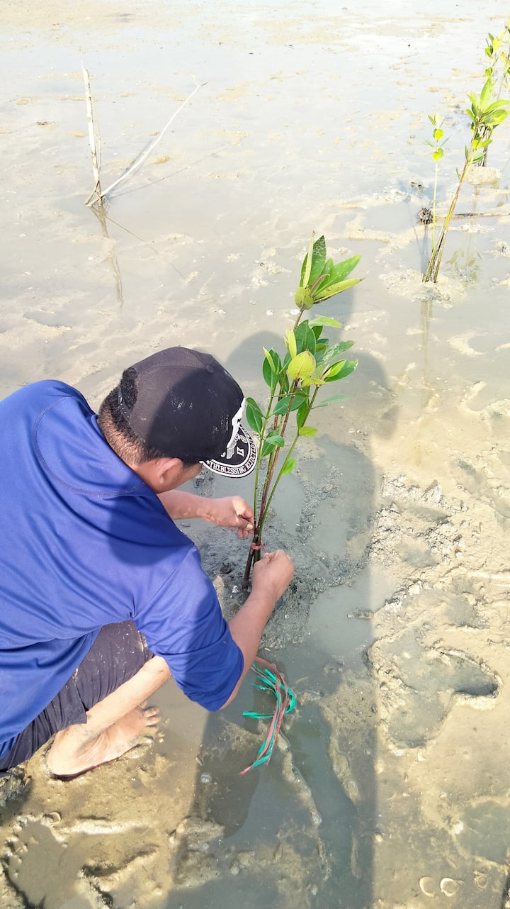 Day Trip Mangrove Planting