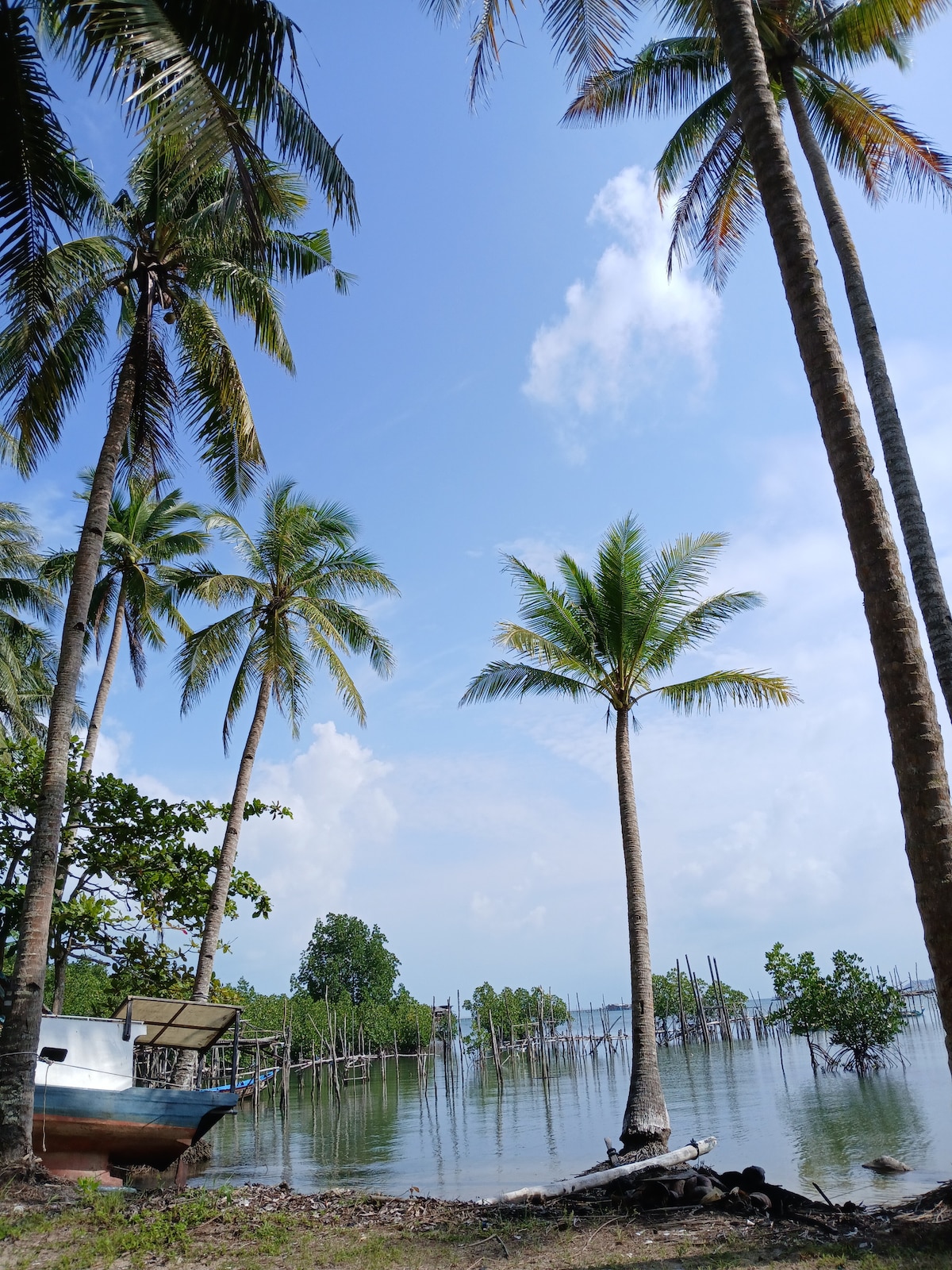 Day Trip Mangrove Planting