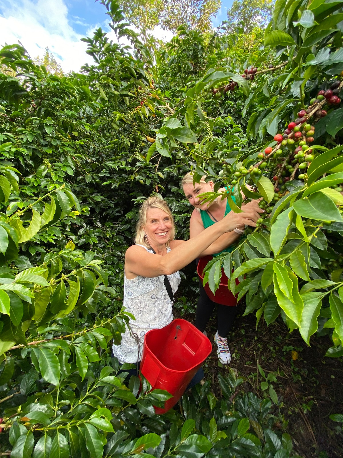 Tour privado de café cerca de Medellín