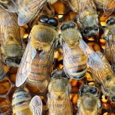 A day among bees