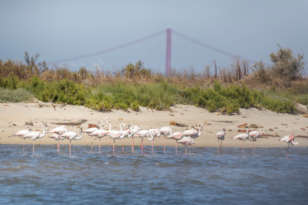 Birdwatching in the Tagus Estuary by boat