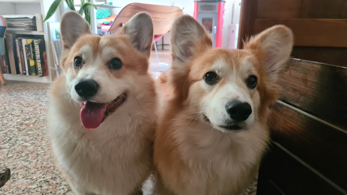 Photographing Corgis in Venice · ★5.0