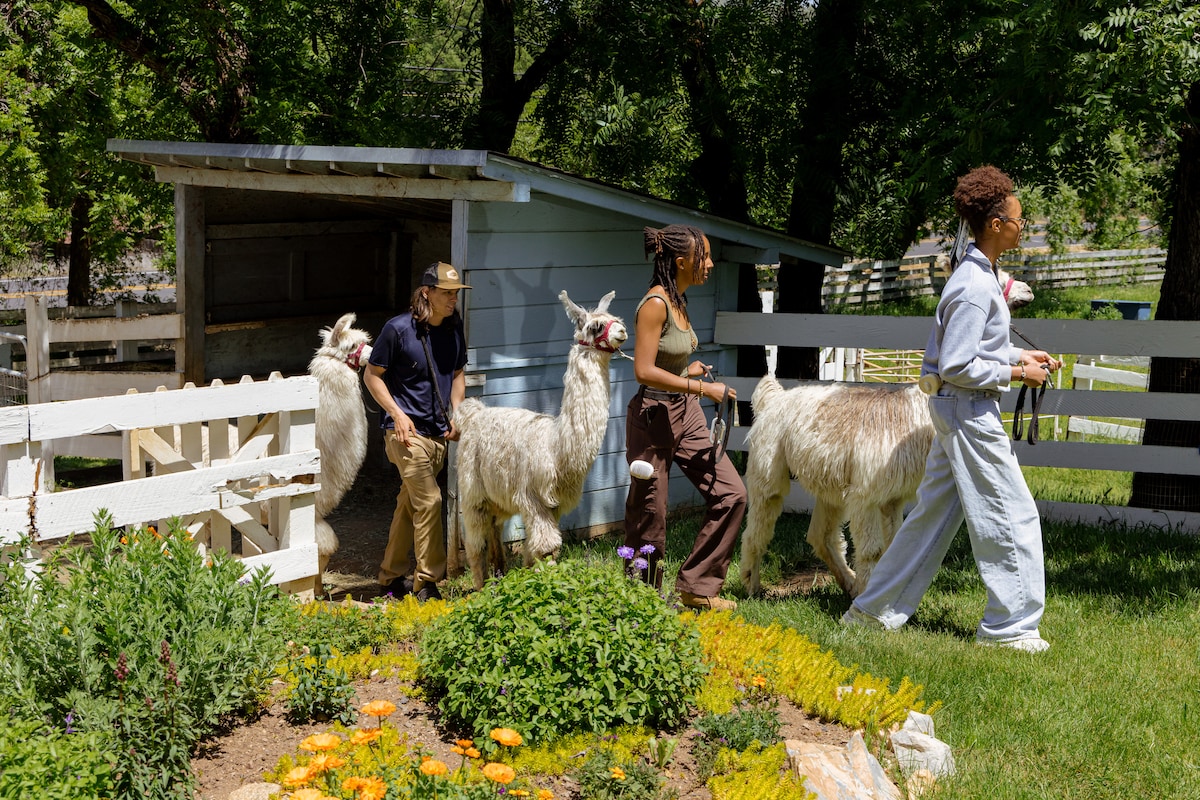 Connect with peaceful llamas alongside a caregiver · ★4.98