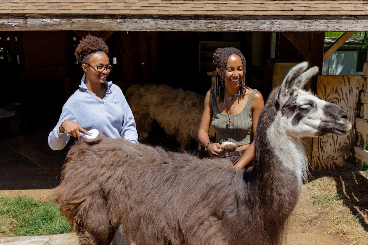 Connect with peaceful llamas alongside a caregiver · ★4.98