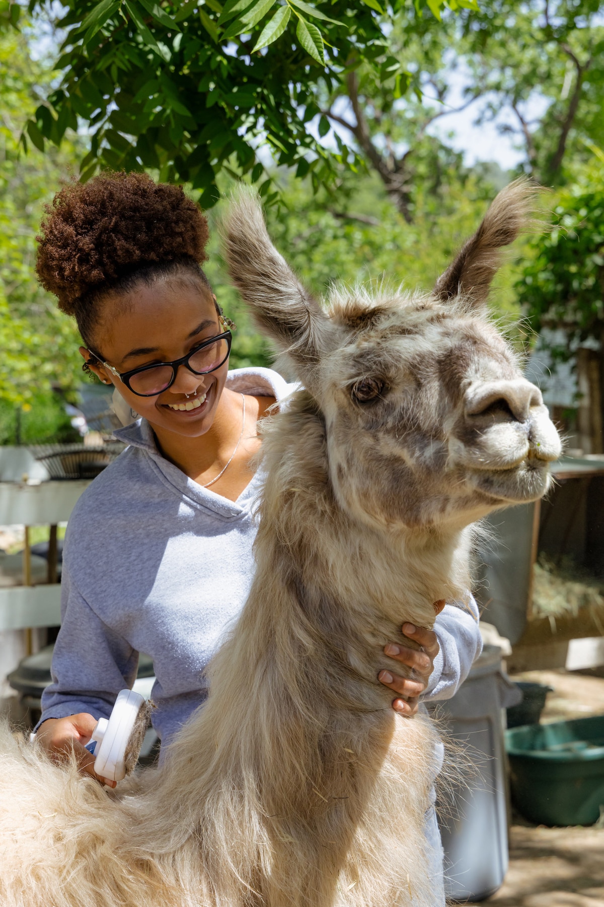 Connect with peaceful llamas alongside a caregiver · ★4.98