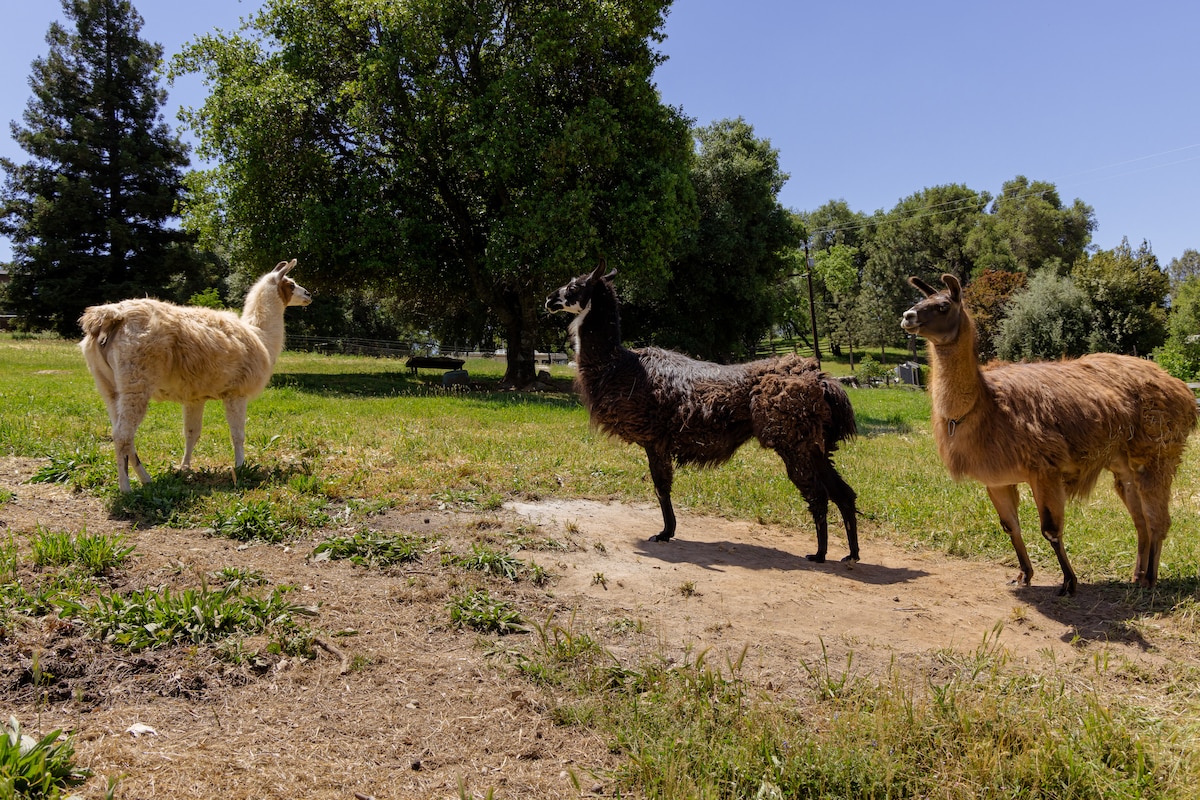 Connect with peaceful llamas alongside a caregiver · ★4.98