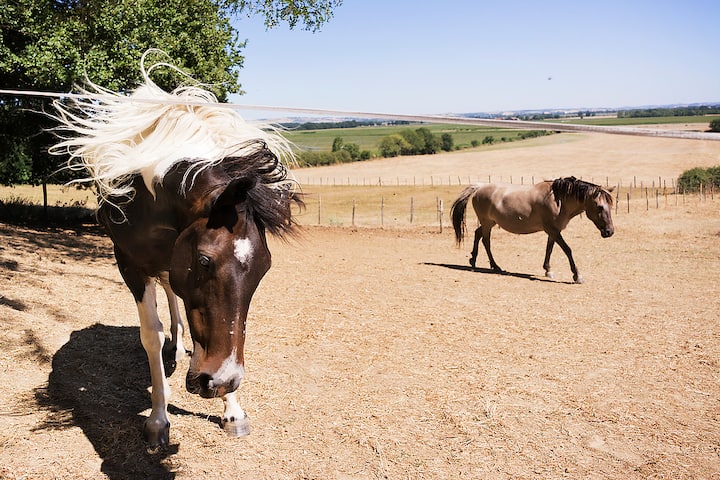 Chalet 40m² Indépendant Dans Ferme Equestre Bio - Ariege