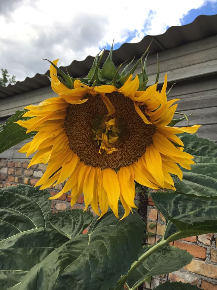 Bungalow Seenah Im Großen Grünen Garten - Kyritz