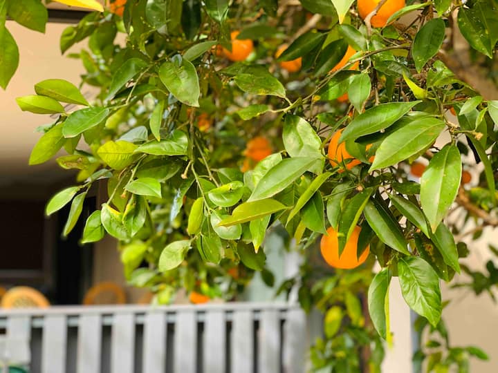 Sunny 'Blue Swimmer Cottage' Holiday House Delight - Morisset