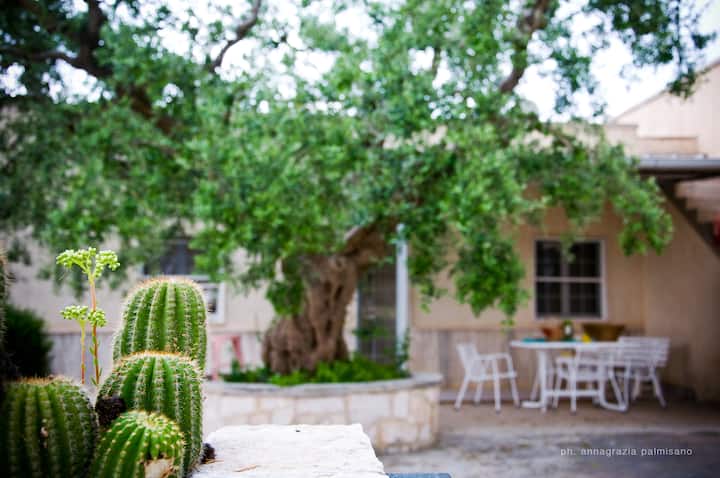 I Trulli Di Nonna Palma- Olive Tree - Locorotondo