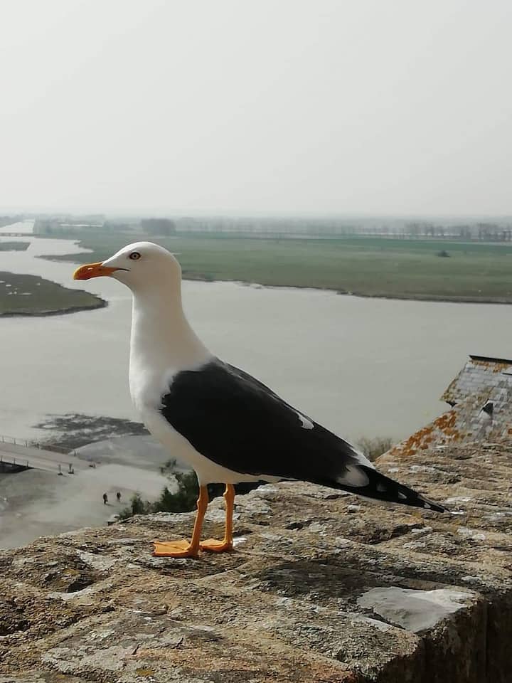 Une Vue Imprenable Sur La Baie à Quelques Pas - France