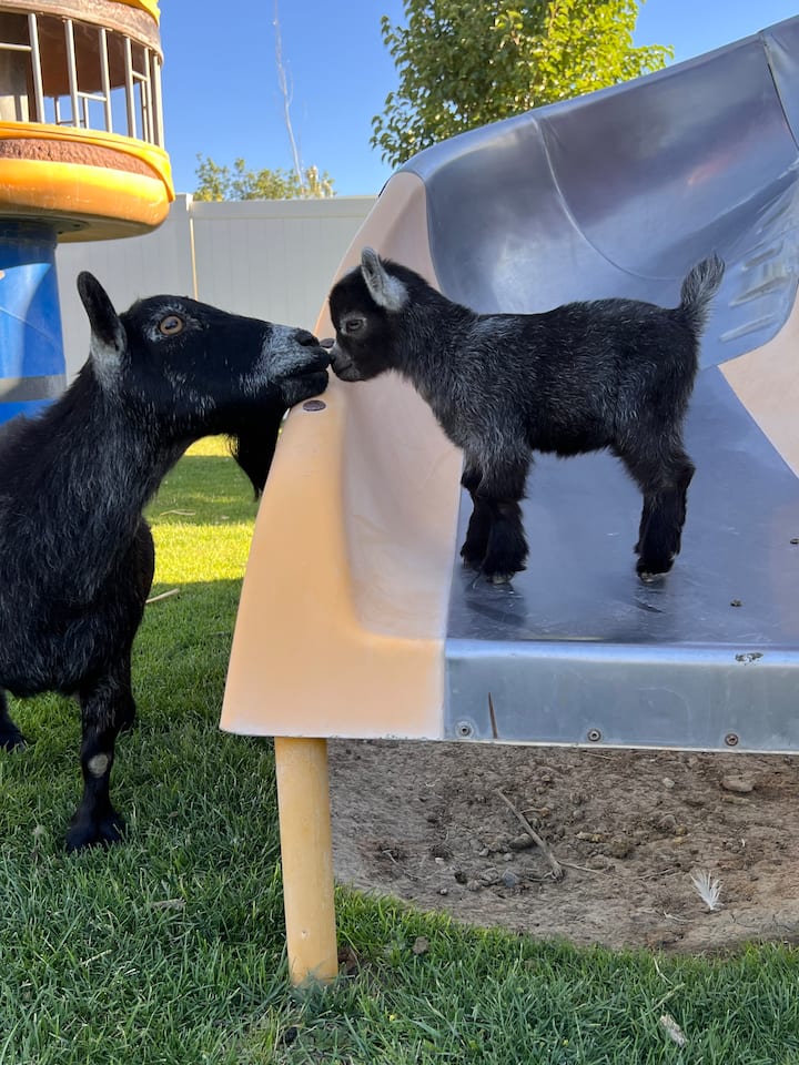 Fun Farm, Jacuzzi Breakfast - Utah