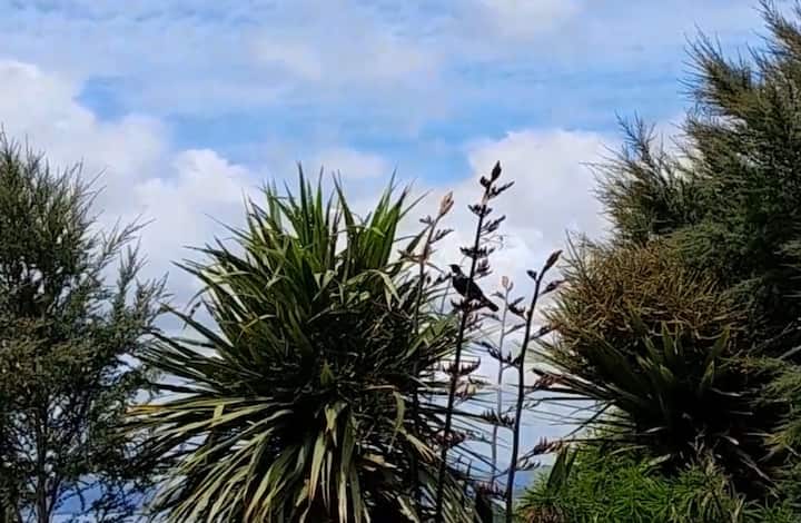 Tī Kōuka Valley - Rotorua