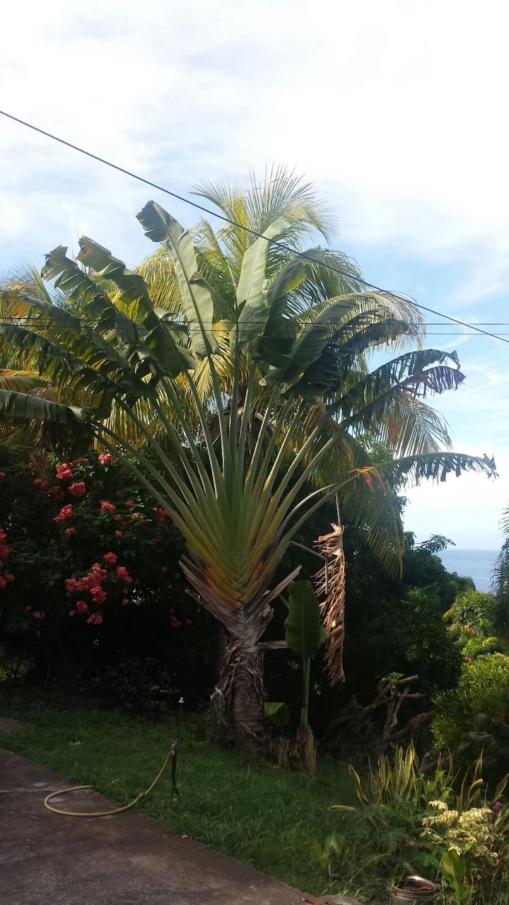 Vieux-habitants - Guadeloupe