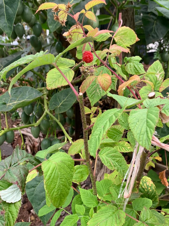 Sunrise Orchard - Lorne