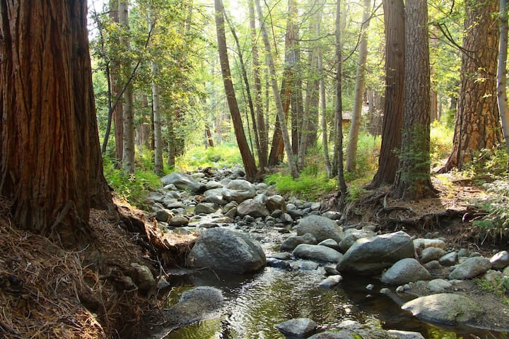 Strawberry Creek On Pine Dell - Stroll To Town - Idyllwild-Pine Cove, CA