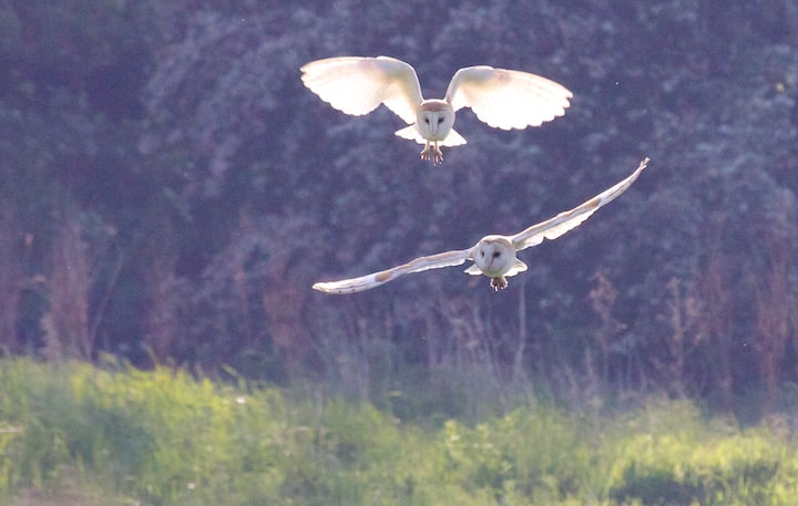 Old Beans Cottage, North Norfolk - Fakenham