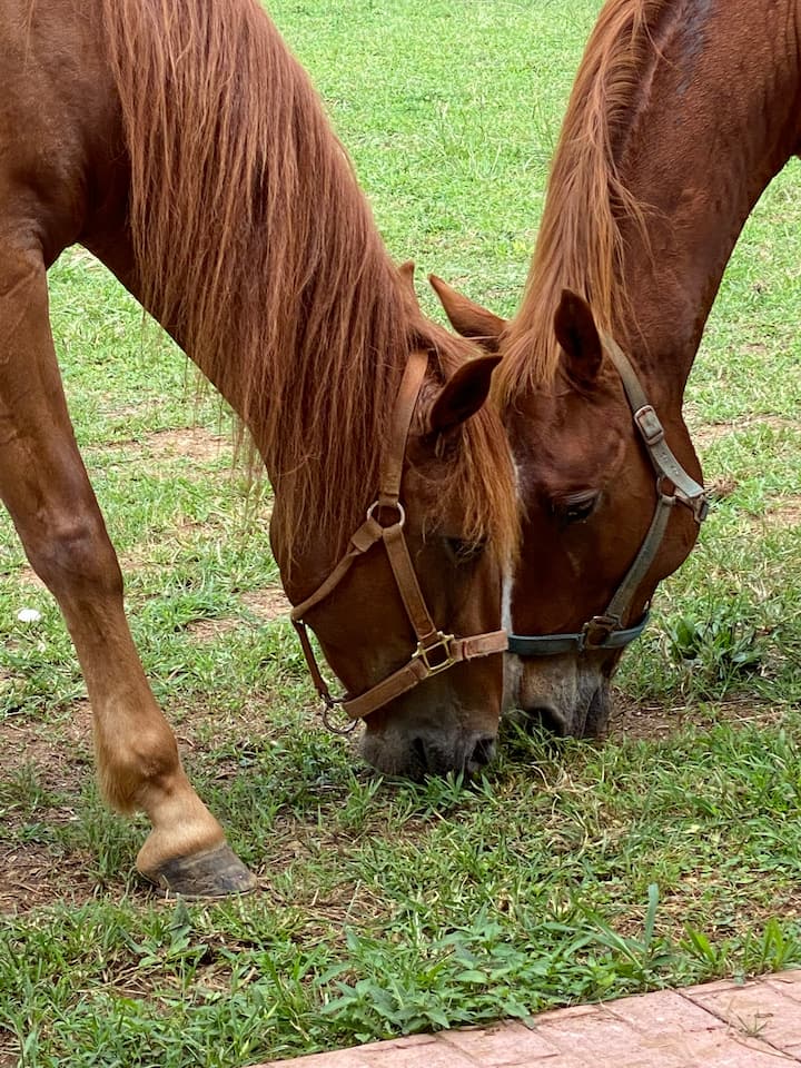 The Barn Loft @ Ocoee Riverside Farm - Ocoee River, Ocoee