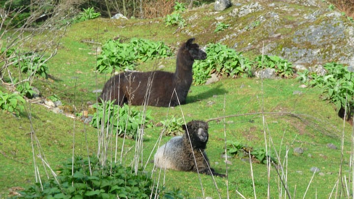Laughing Moon Farm - オーカス島, WA