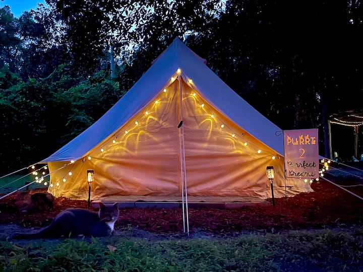 😻 The Purrfect Getaway 😻 Purrt #2 W/ Lodge Access - Florida