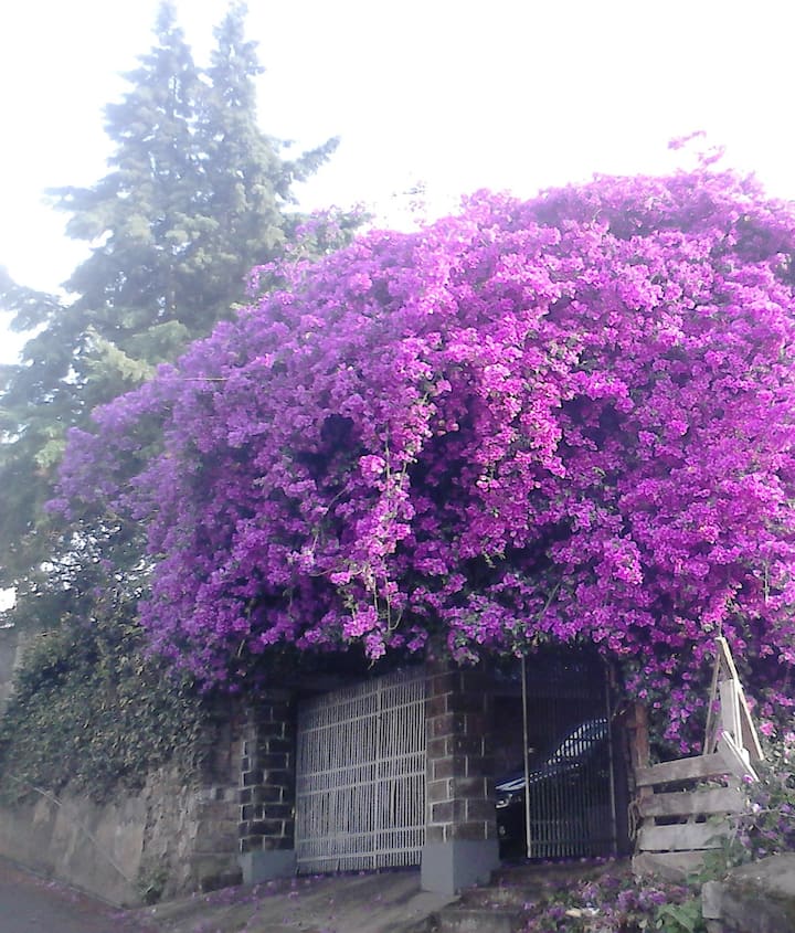 Russet: The Folkstone Cottage - China