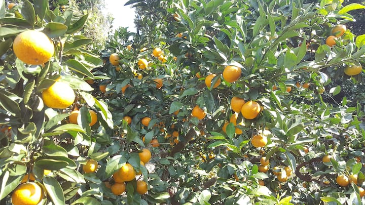 귤밭이 예쁜 집 - South Korea