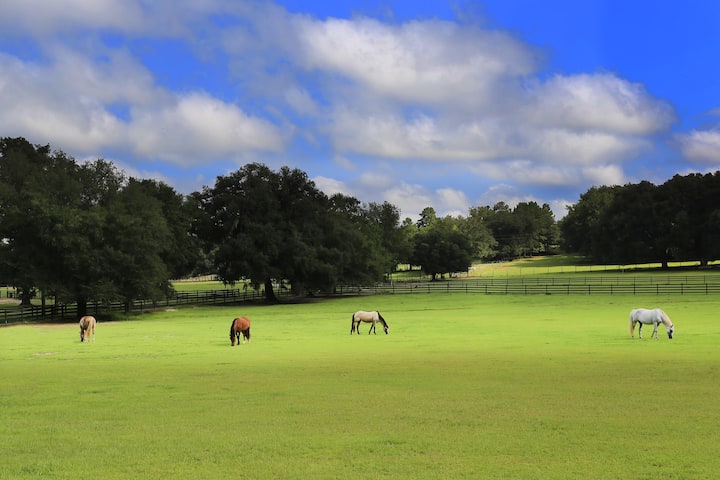 Beautiful Horse Farm - Tallahassee, FL